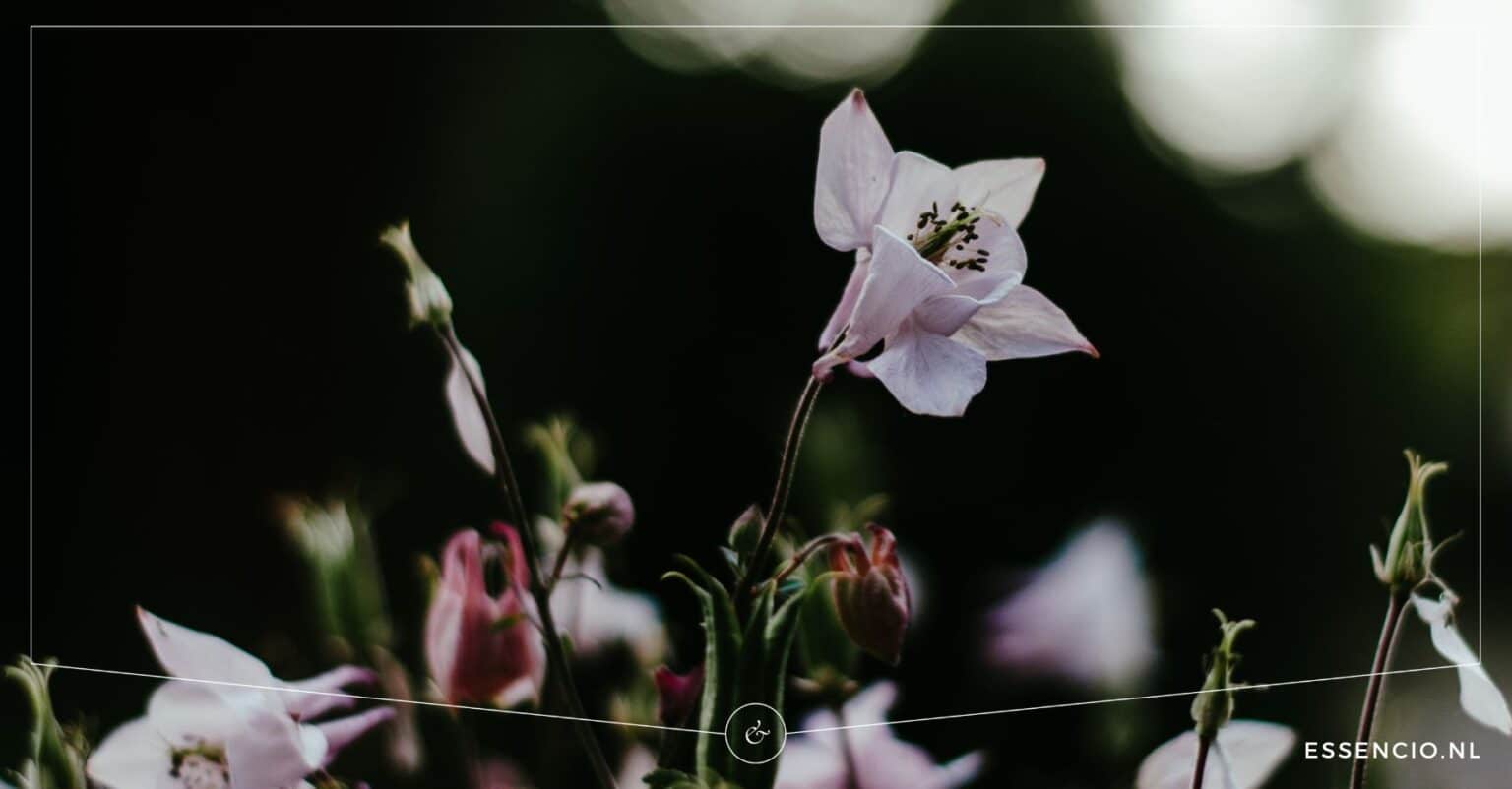 Het buitenleven gaat me te snel - Essencio