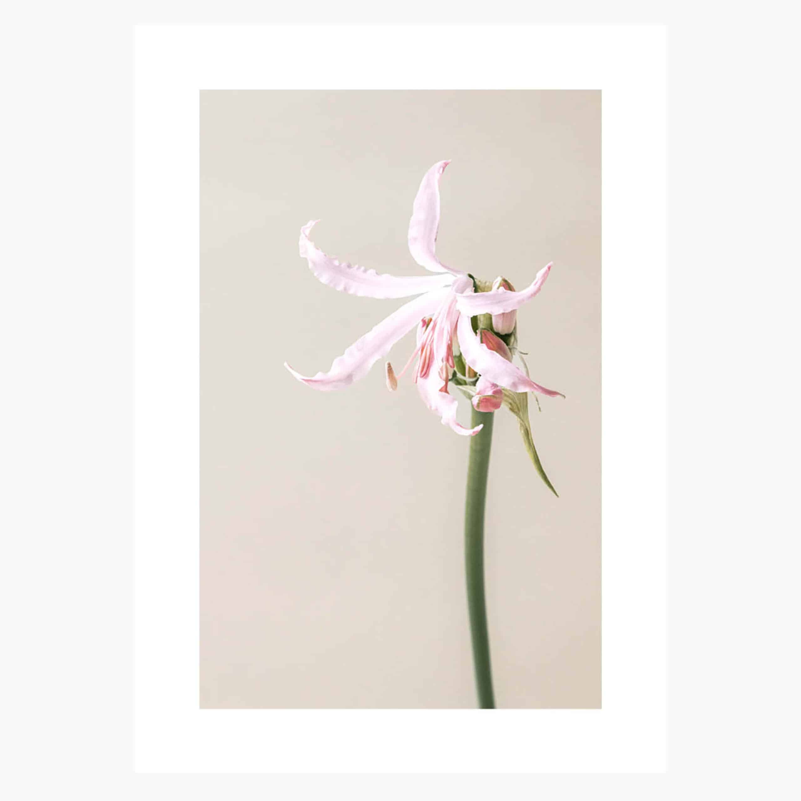 Essencio - Kaart A6 - Nerine - Vertraag en verwonder