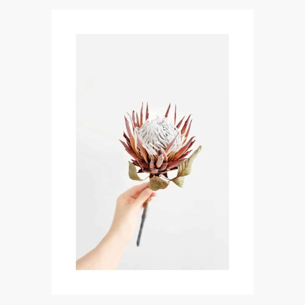 Essencio - Kaart A6 - Protea - Vertraag en verwonder