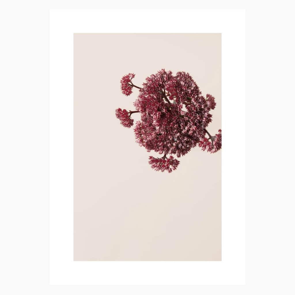 Essencio - Kaart A6 - Sedum - Vertraag en verwonder